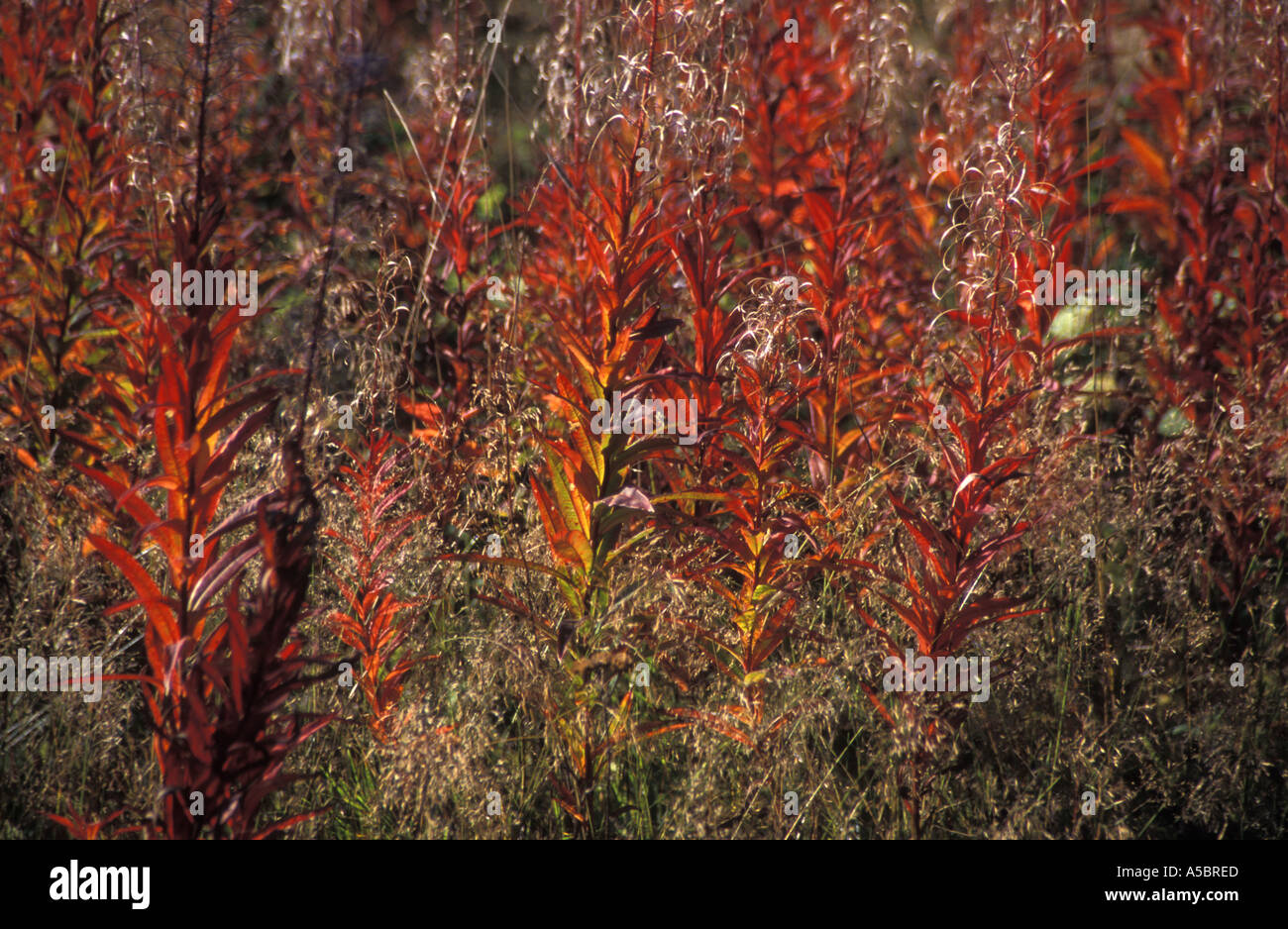 Alaska Arctic Fireweed Alaska High Resolution Stock Photography and ...