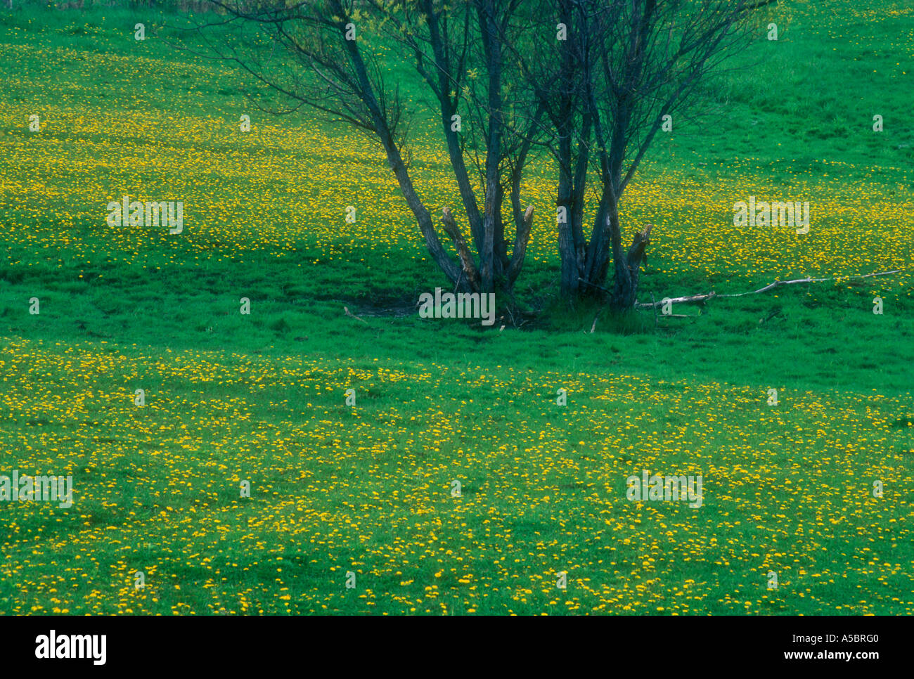 Oak tree in spring pasture with dandelions, Manitoulin Island Ontario ...