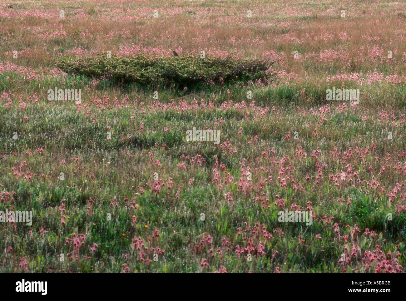 Upland alvar with prairie smoke and juniper bush, Manitoulin Island ...