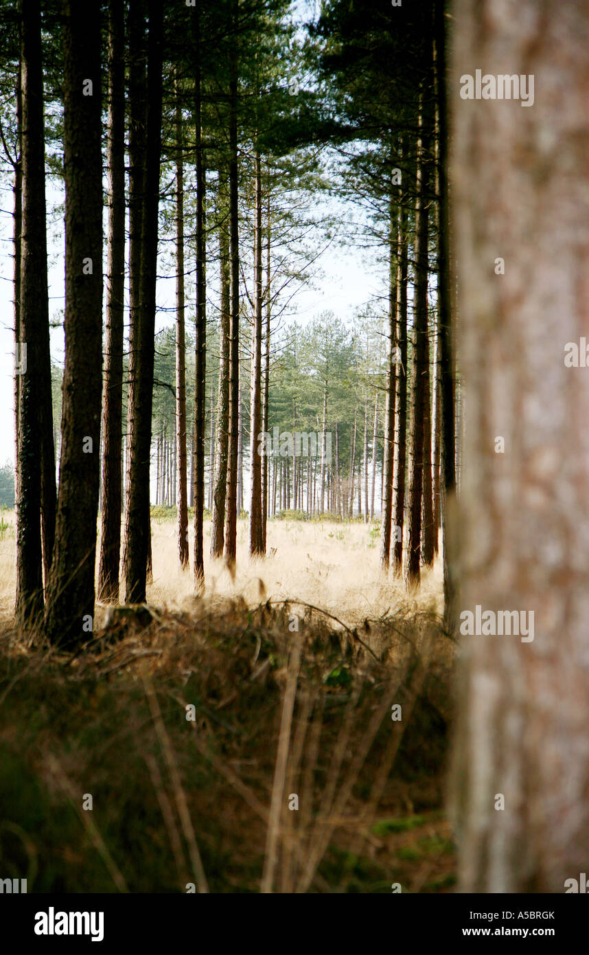 Dorset Forest UK Stock Photo - Alamy