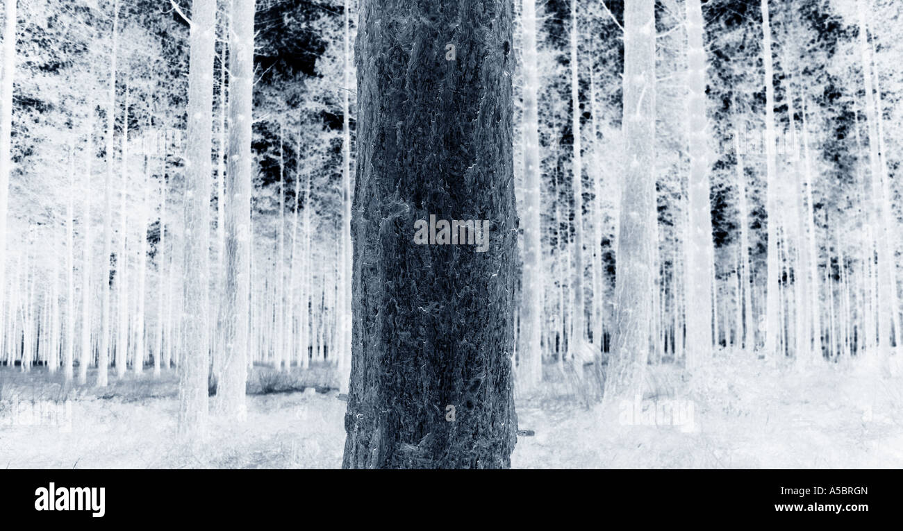Tree in Dorset Forest (Blue toned negative image Stock Photo - Alamy