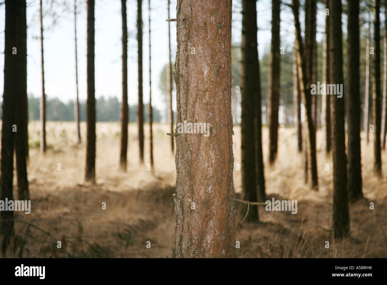 Trees in Dorset Forest UK Stock Photo - Alamy