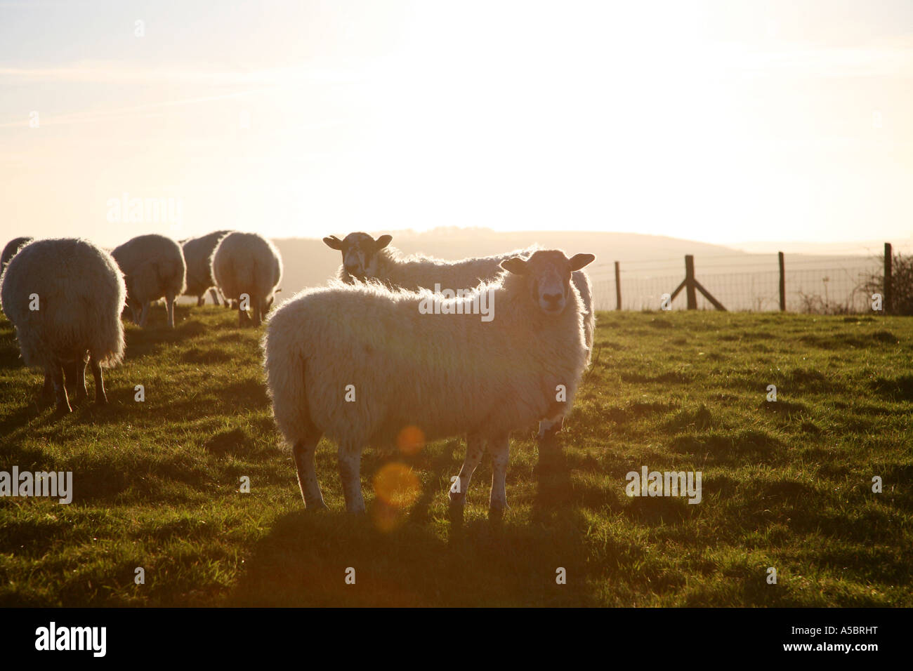 Sheep farming sun hi-res stock photography and images - Alamy
