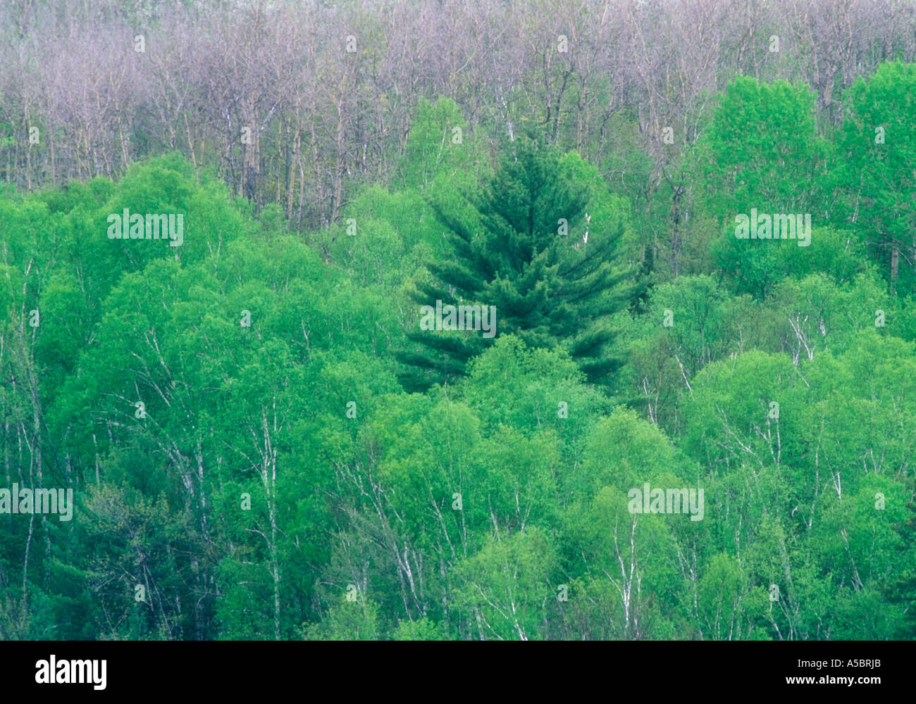 Canadian green growing pine trees hi-res stock photography and images ...