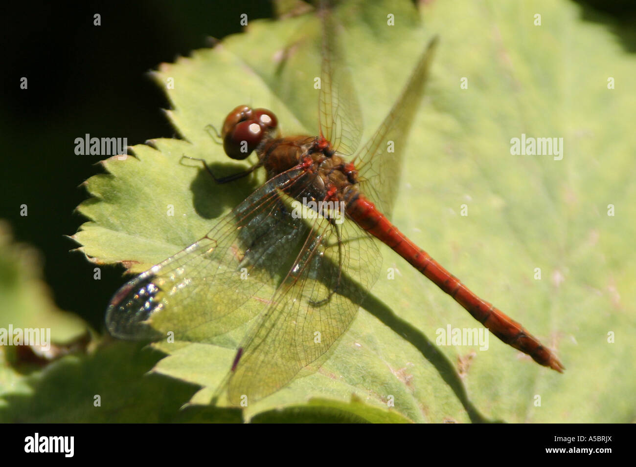 Dragonfly resting on rock by pond Stock Photo - Alamy