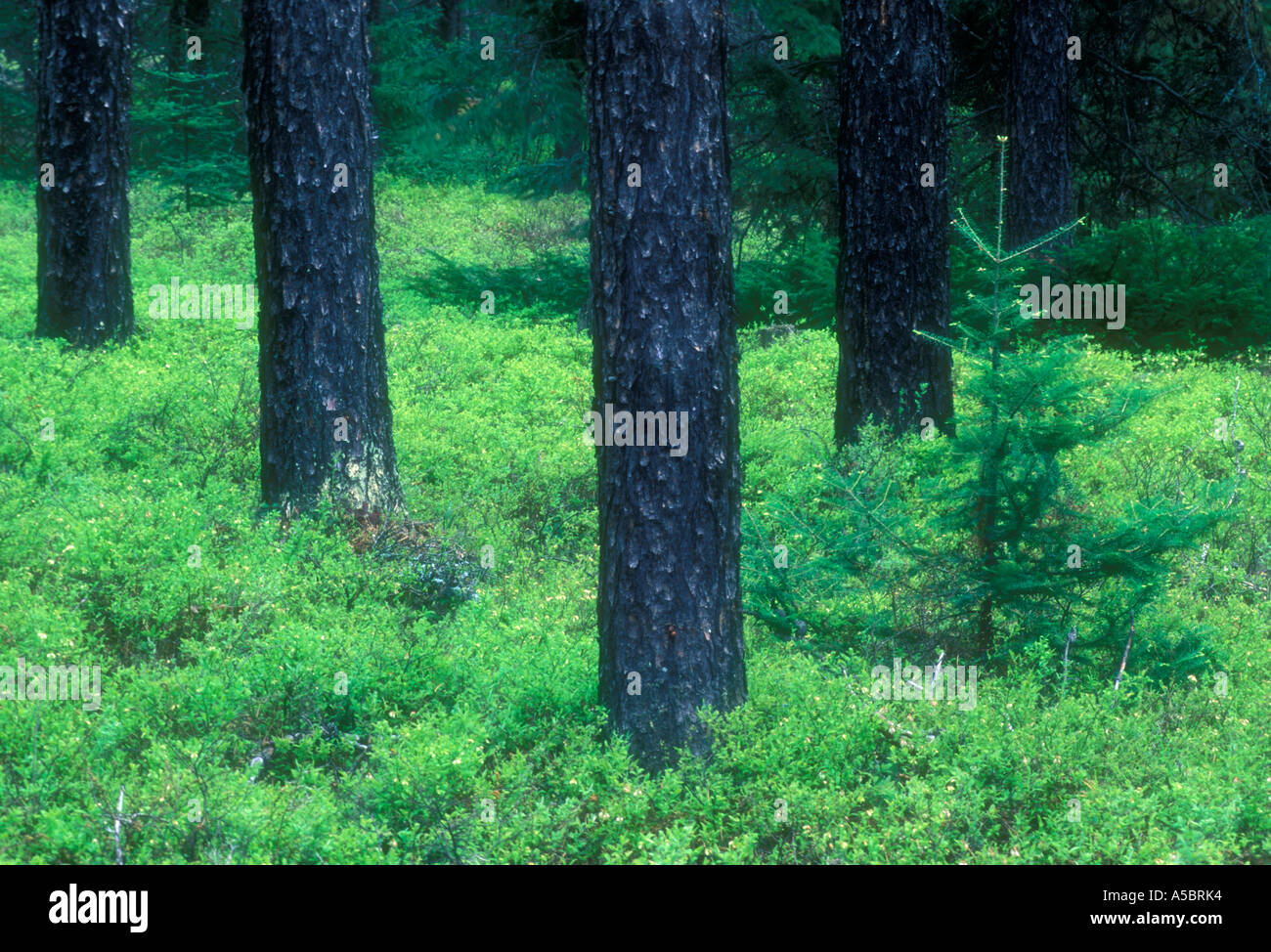 Red pine tree trunks spruce seedling and shrubbery in boreal forest ...