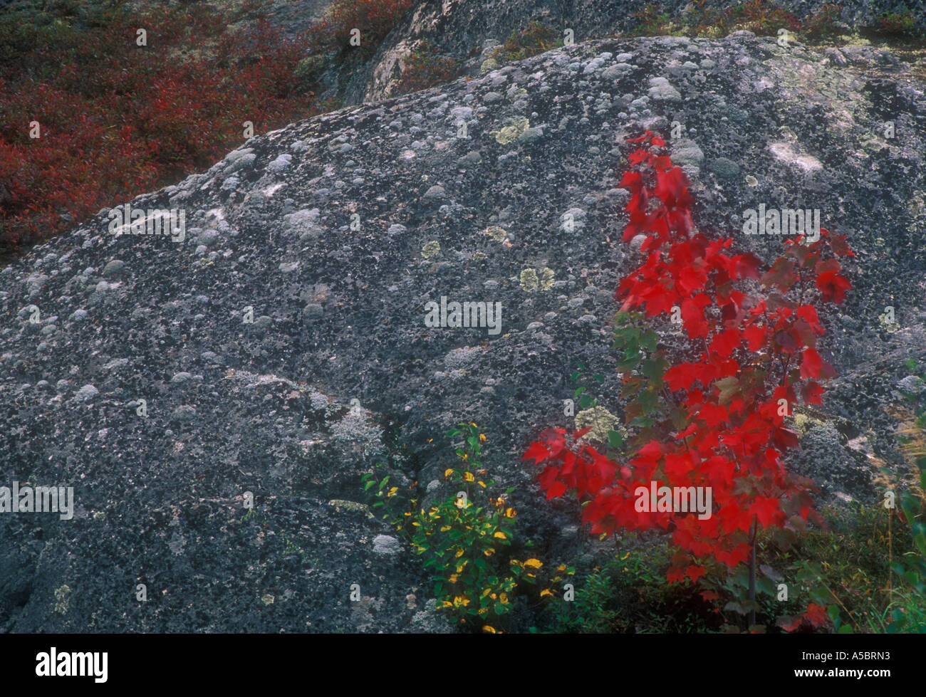 Red maple at base of rock outcrop, Cartier, Ontario, Canada Stock Photo ...