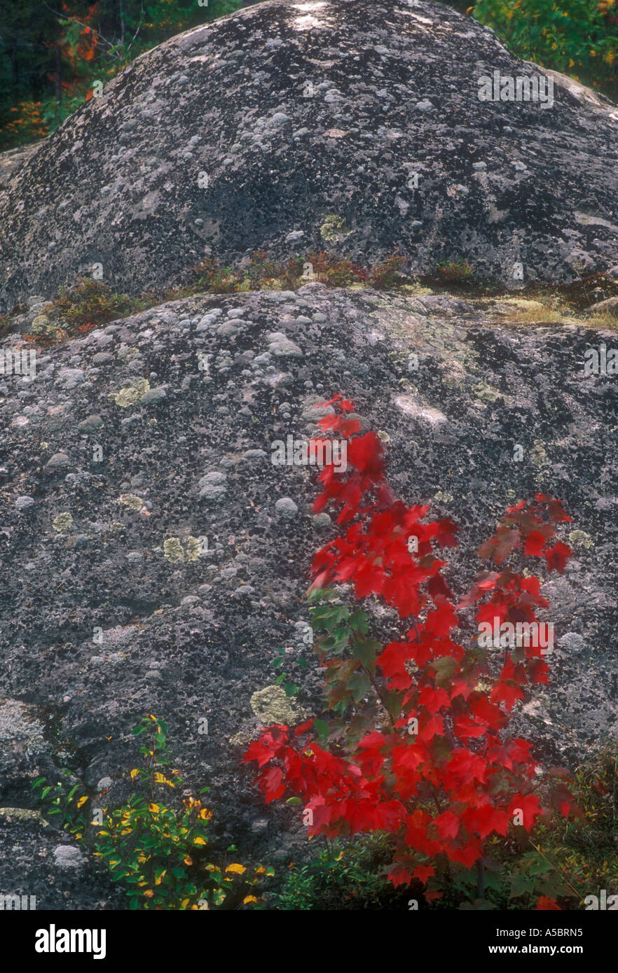 Red maple at base of rock outcrop, Cartier, Ontario, Canada Stock Photo ...