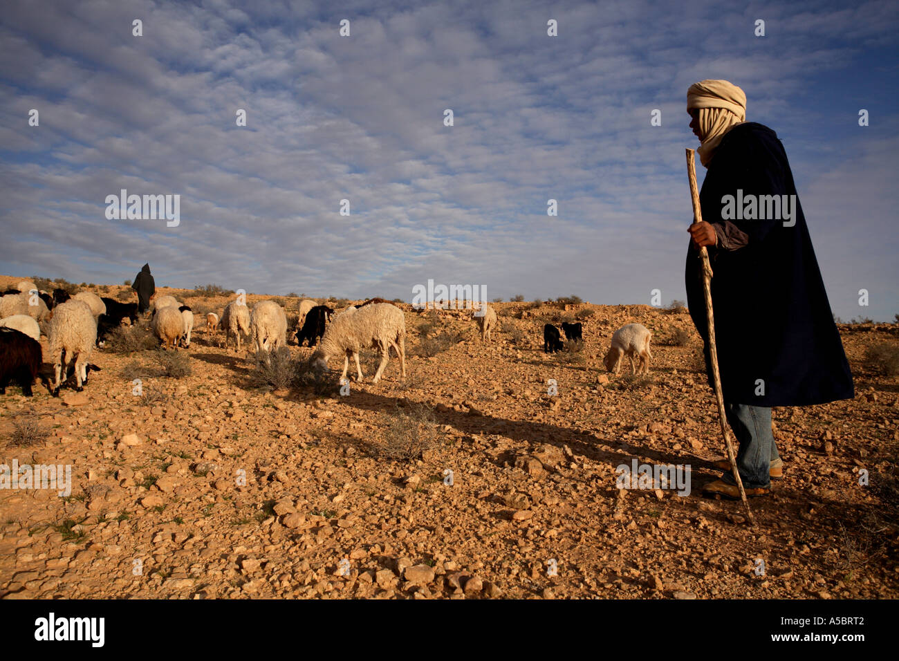 Horizontal portrait of berber shepherd watching over his flock of sheep ...