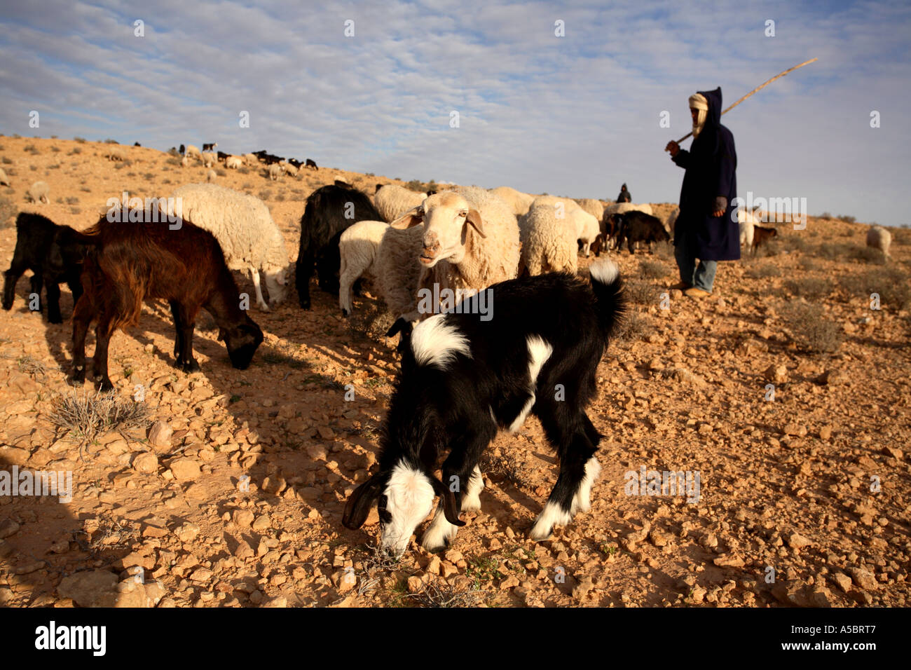 Horizontal landscape of berber shepherd tending his flock of sheep and ...