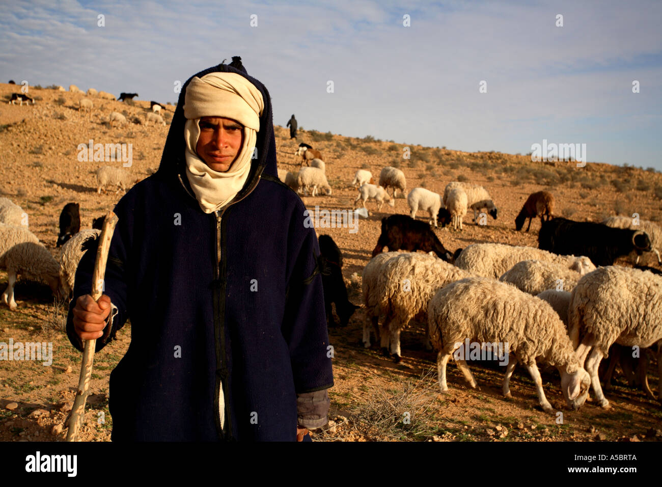 Horizontal portrait with horizon tilt of friendly berber shepherd with ...