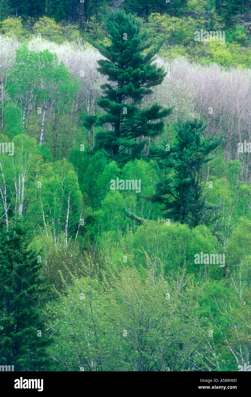 Grand sudbury hi-res stock photography and images - Alamy