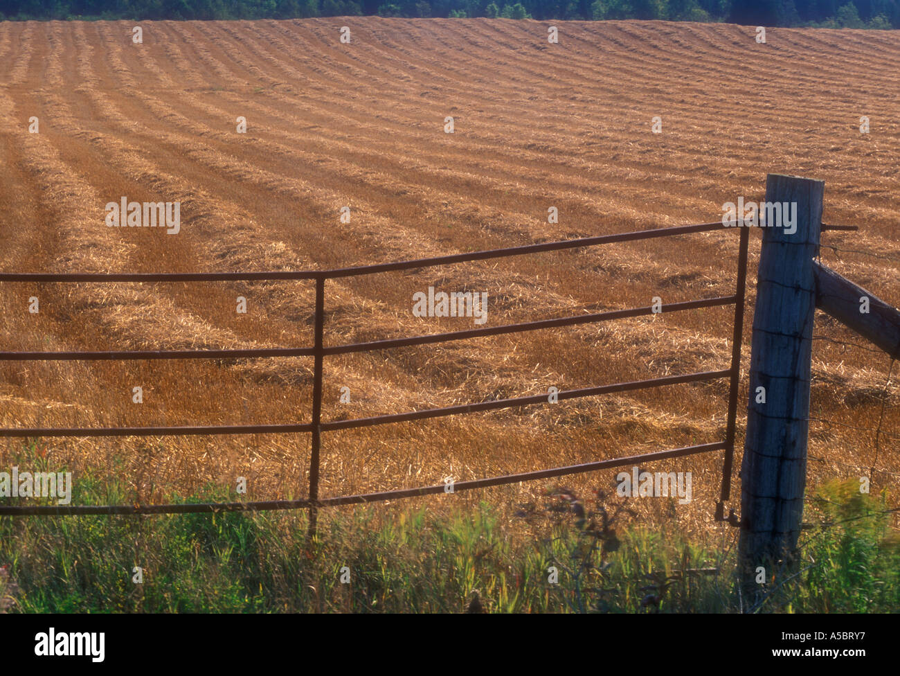 Rows of freshly mown hay with fence and gate Manitoulin Island, Ontario ...