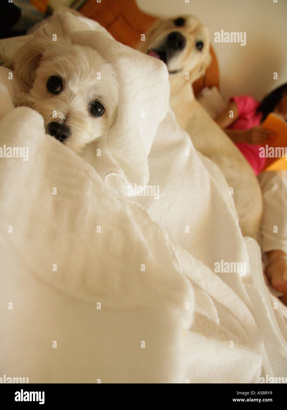 Two dogs and a mid adult woman sitting on the bed Stock Photo - Alamy