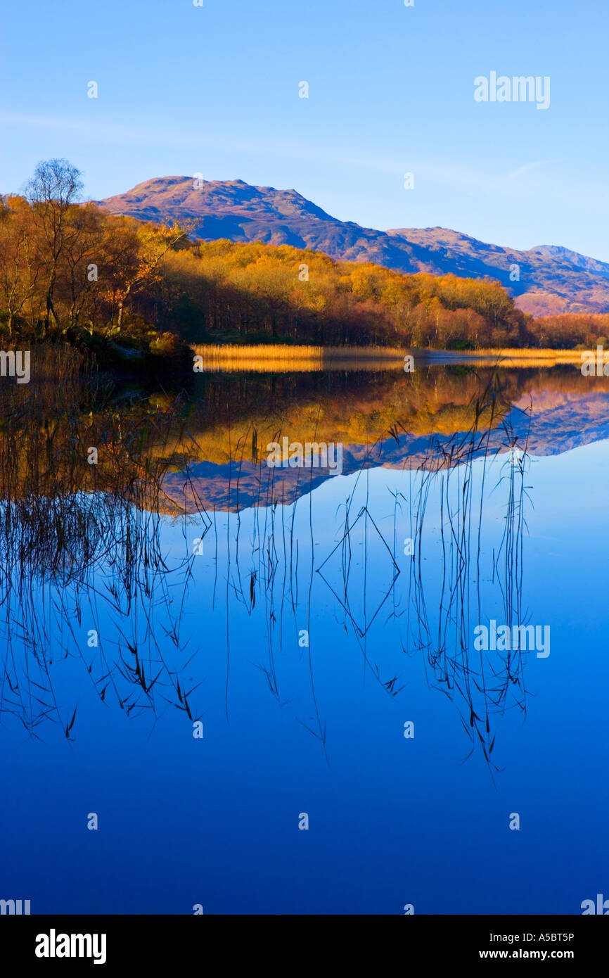 LOCHEN AT LOCH LOMOND Stock Photo - Alamy