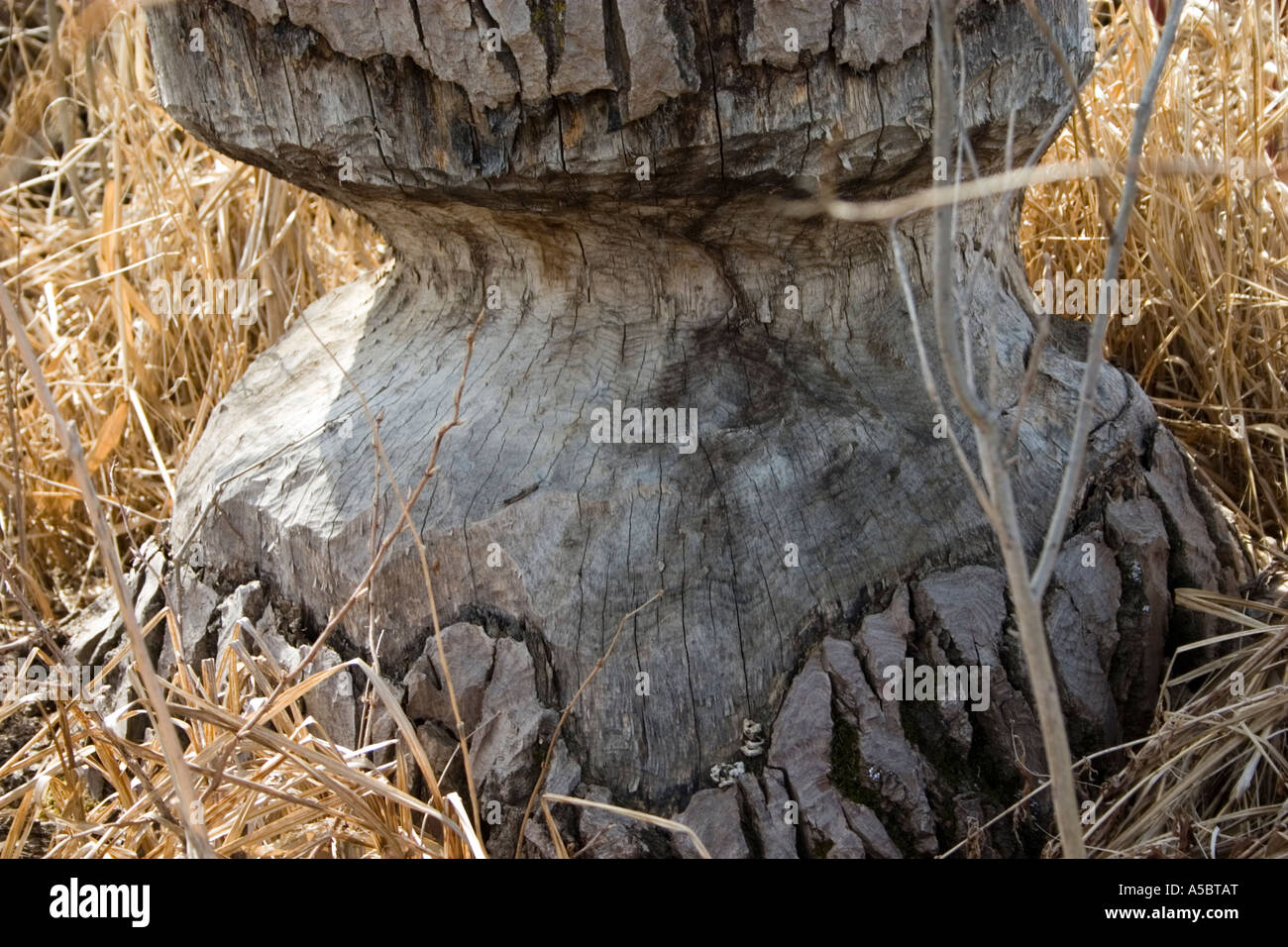 Unfinished beavers work. Clitherall Minnesota USA Stock Photo - Alamy