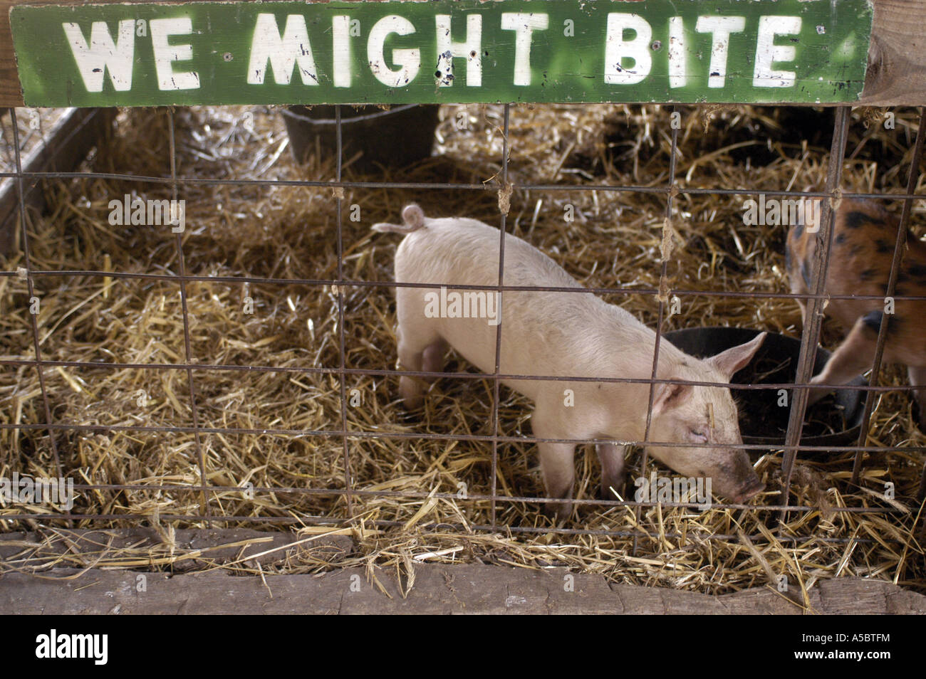 Pig with warning sign Stock Photo - Alamy