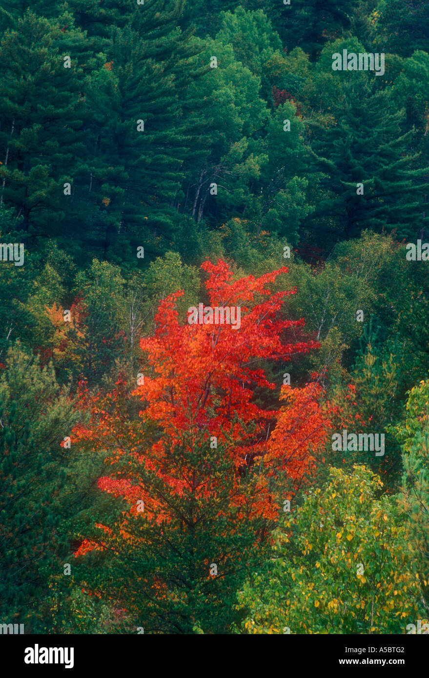 Jackson red maple hi-res stock photography and images - Alamy