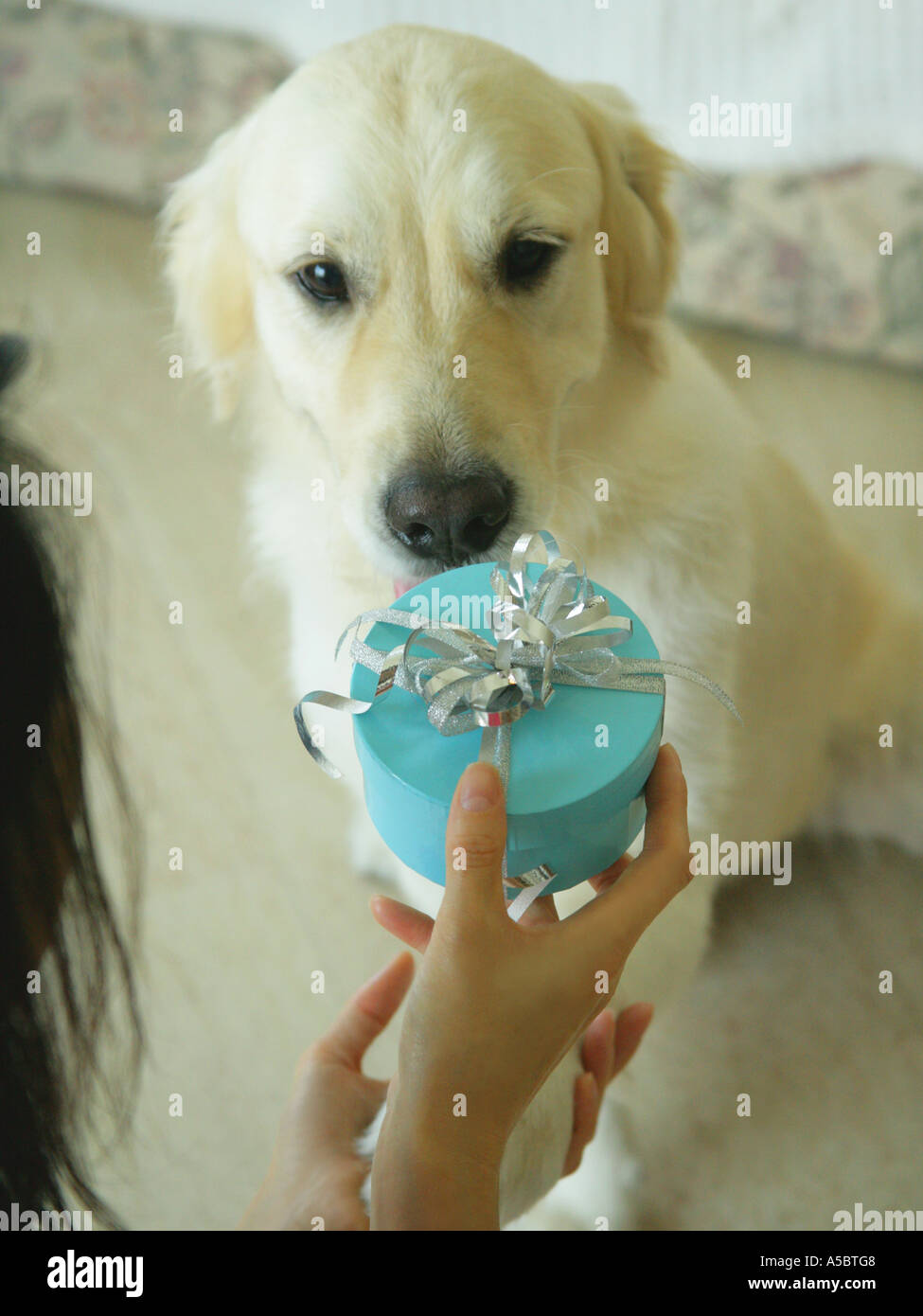 Dog smelling human hi-res stock photography and images - Alamy