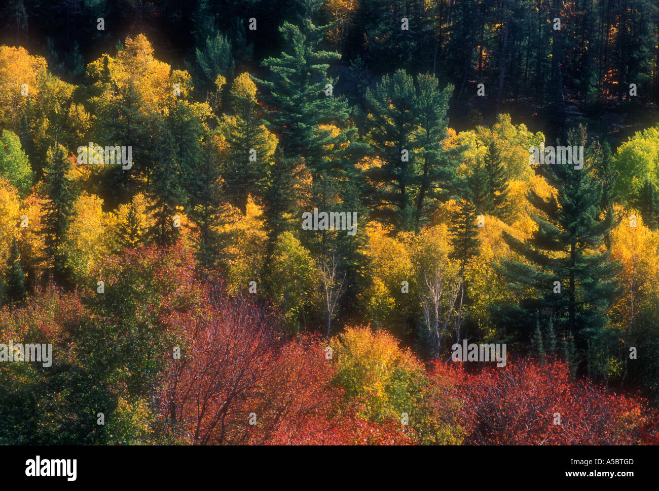 Mixed forest of conifers and hardwoods in autumn colour Greater Sudbury ...