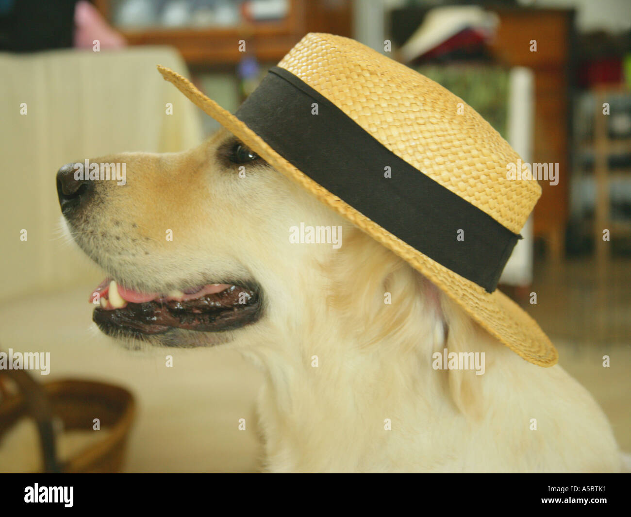 Dog wearing straw hat hi-res stock photography and images - Alamy