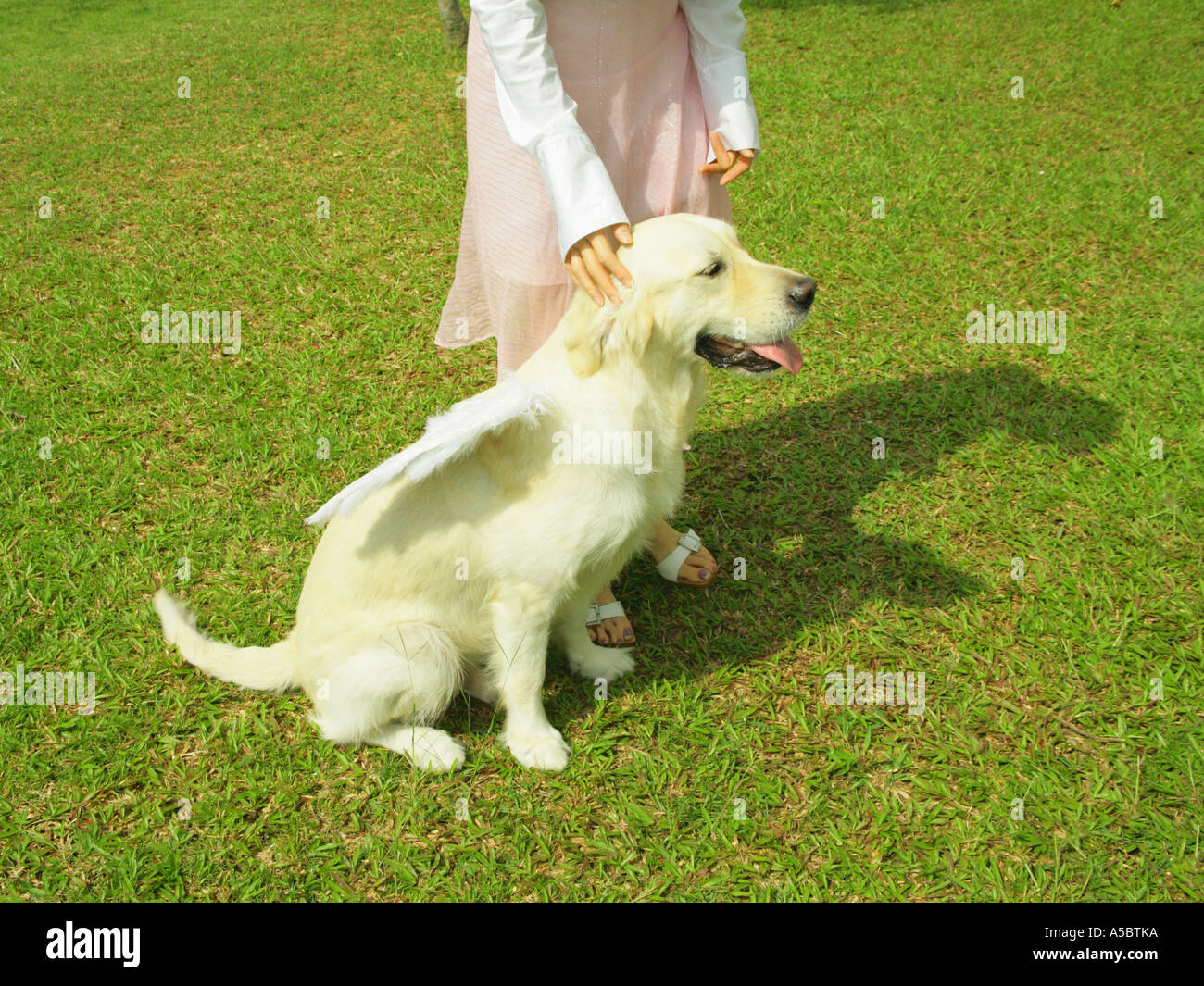 Side profile of a dog sitting with a woman Stock Photo - Alamy
