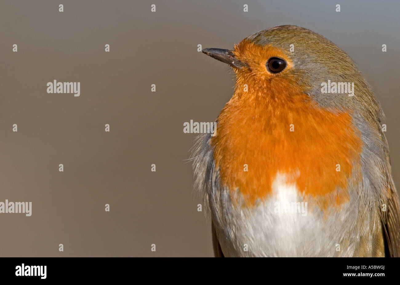 Robin portrait UK Stock Photo - Alamy