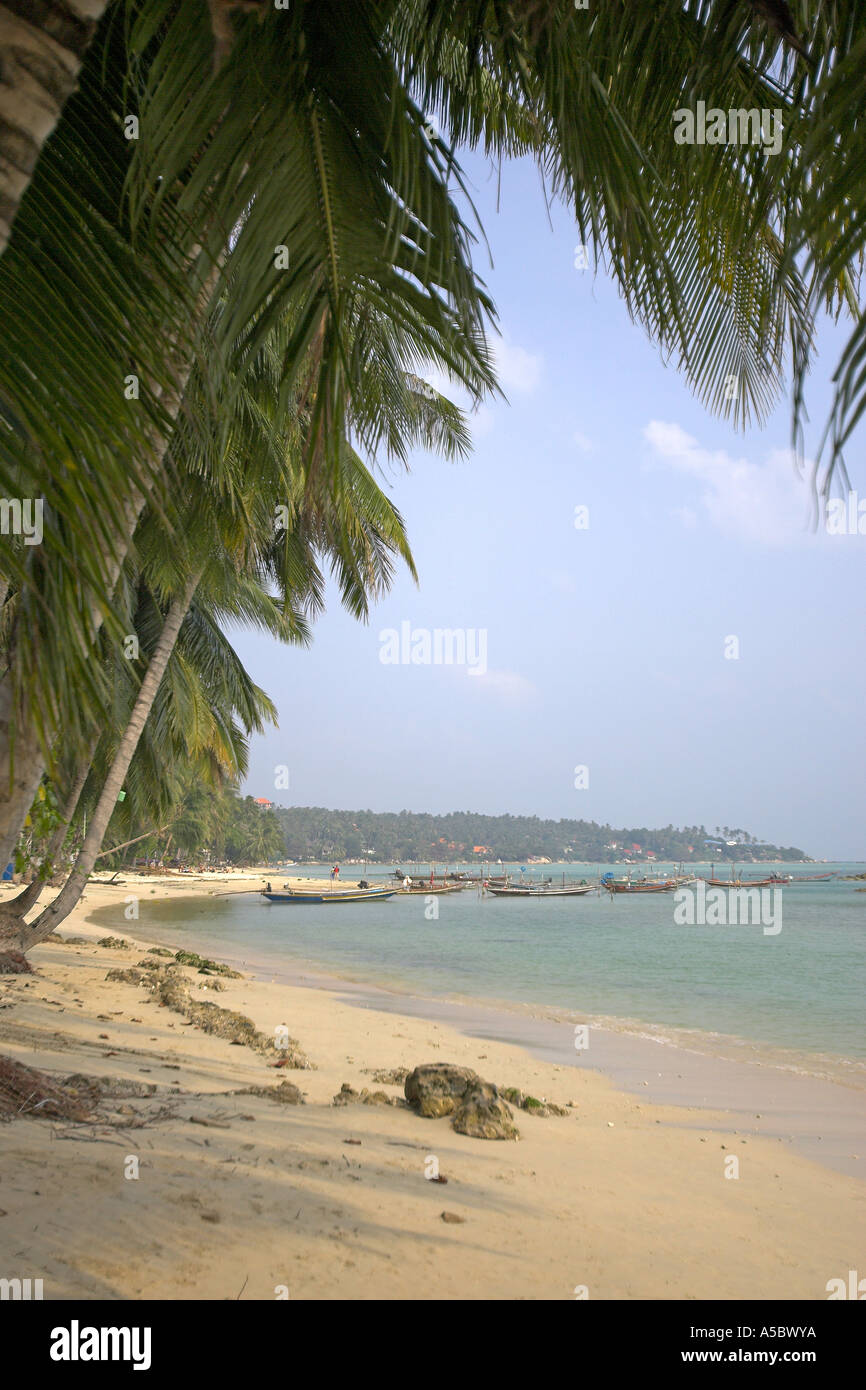 Palm trees frame beach and traditional longtail fishing boats Lamai ...