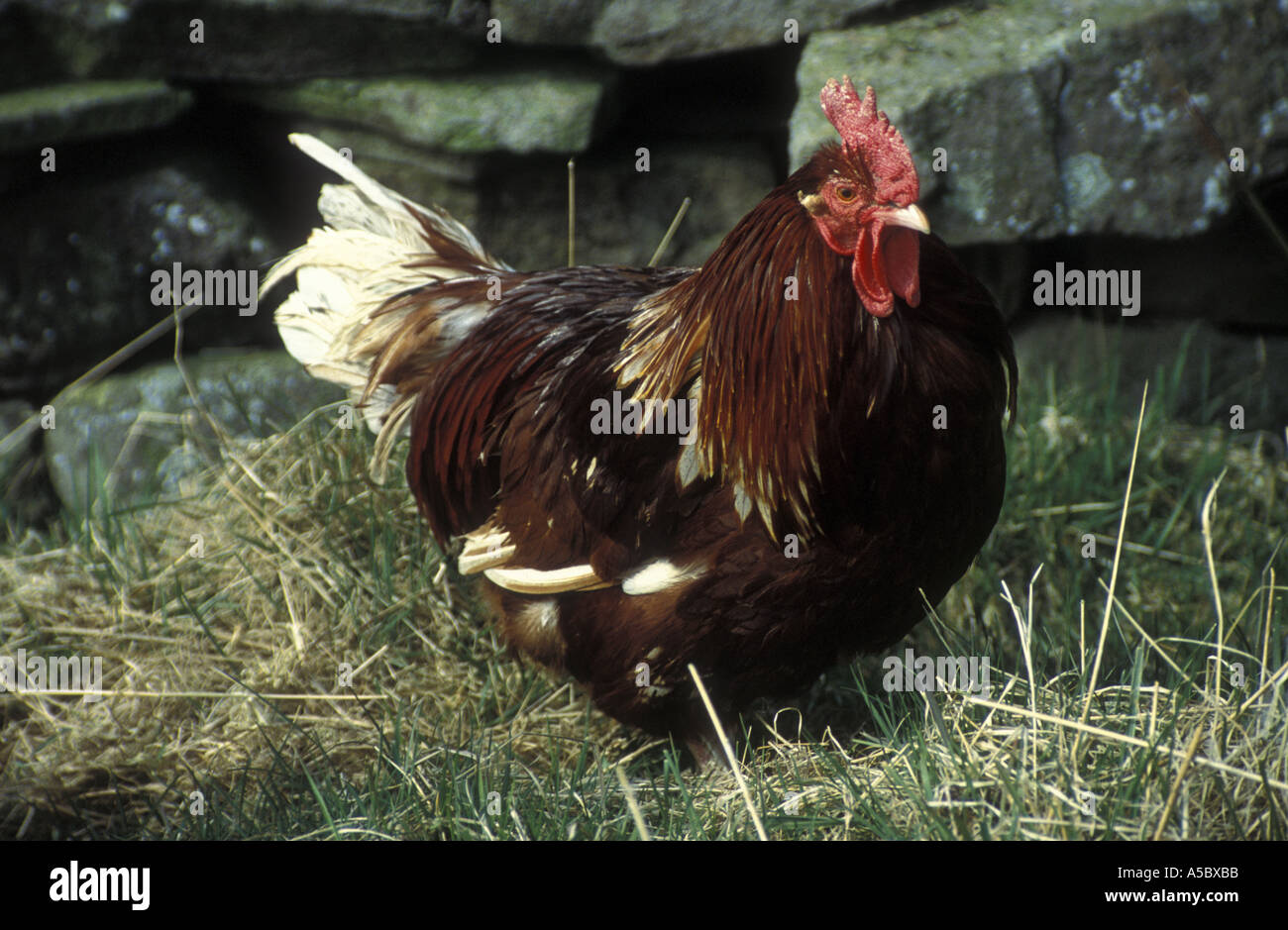 Chicken by stone wall Stock Photo - Alamy