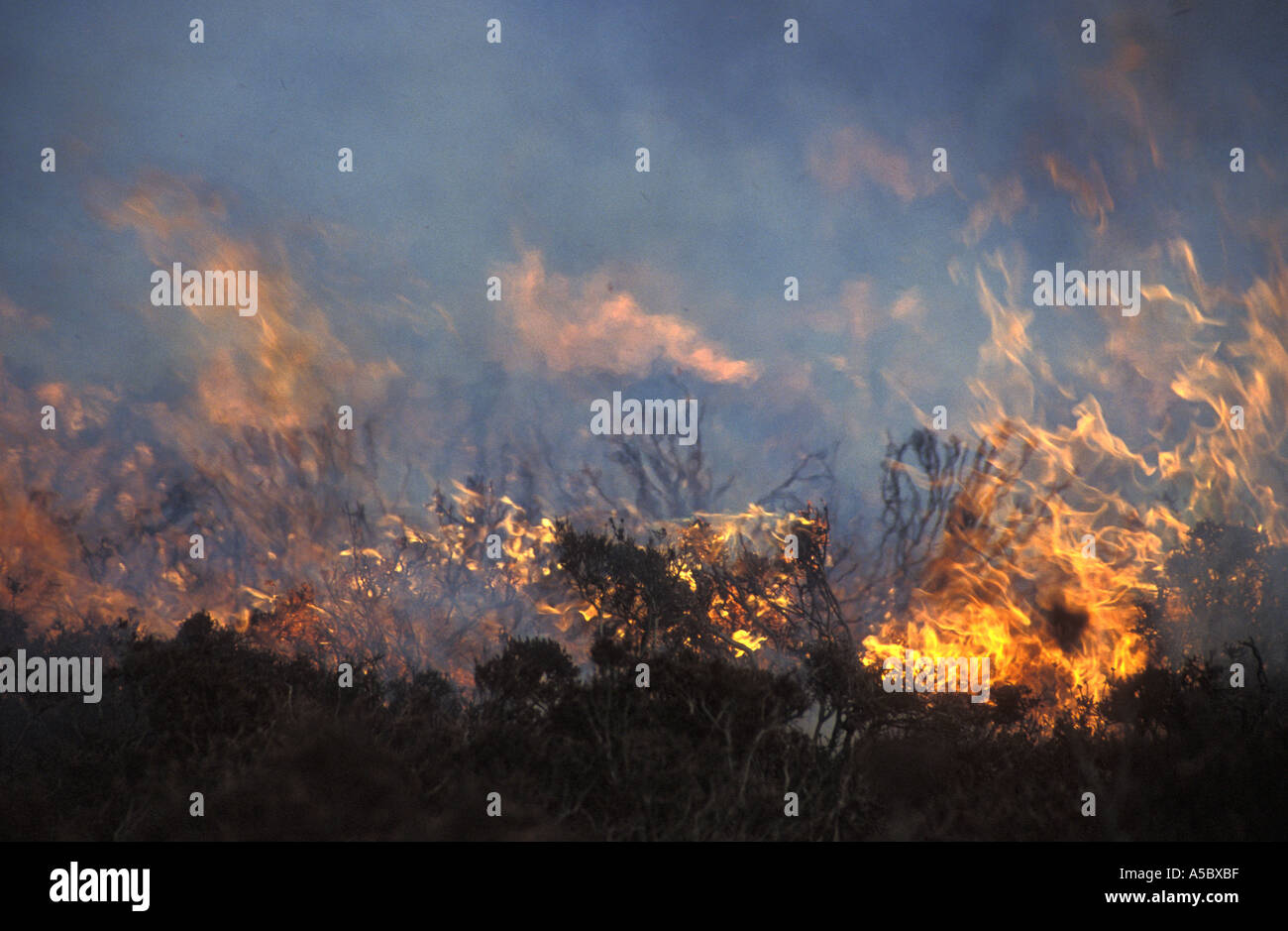 Moorland fire on the North Yorkshire Moors Stock Photo - Alamy