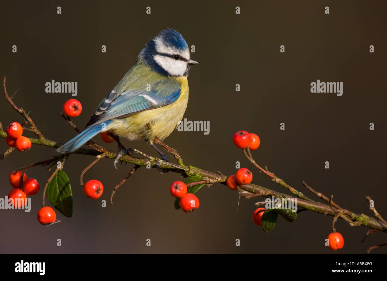 BlueTit on berry branch Stock Photo - Alamy
