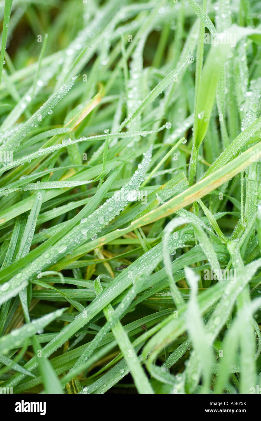 Closeup dew on green grass hi-res stock photography and images - Alamy