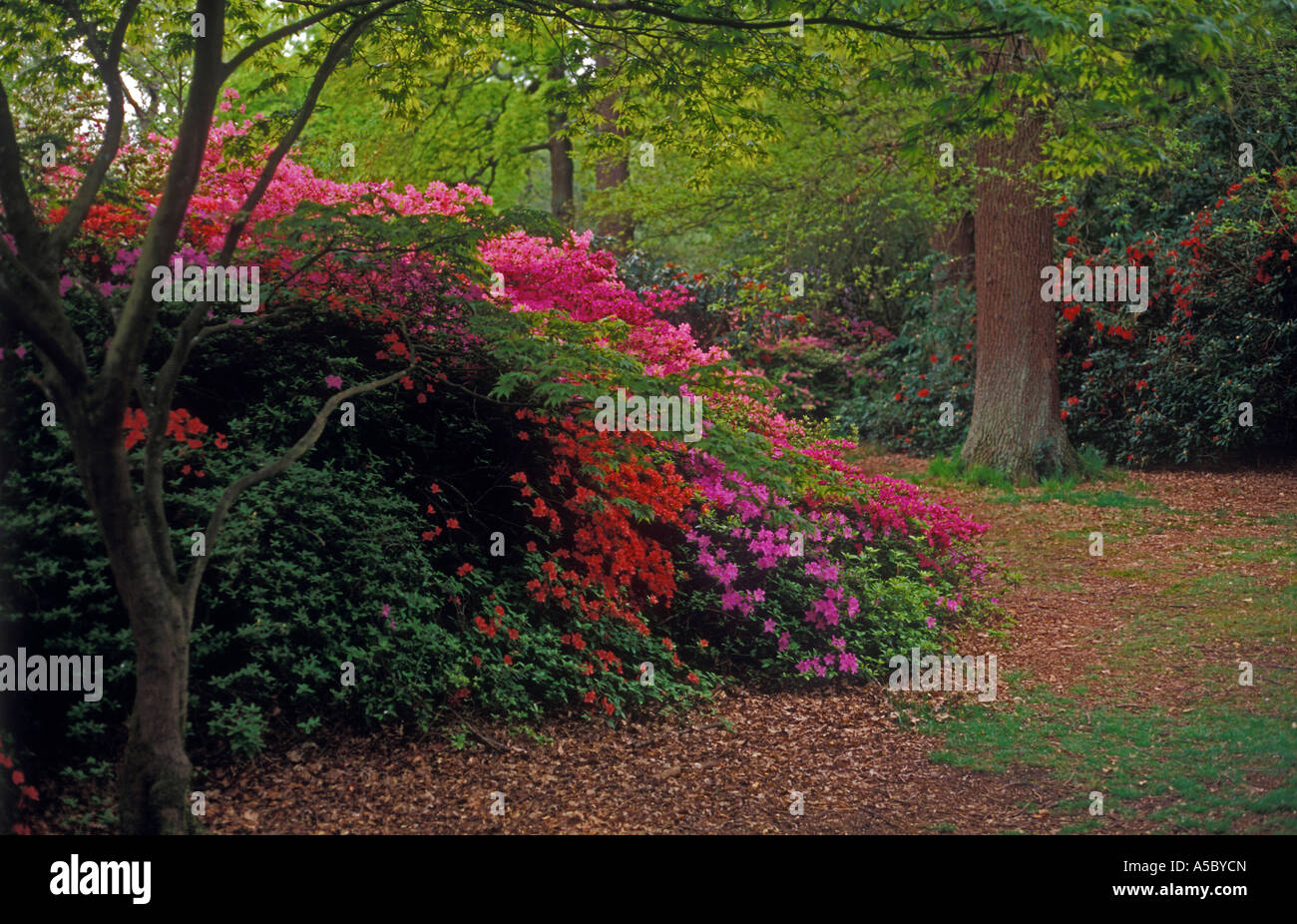 Path with rhododendron bushes in flower Stock Photo - Alamy