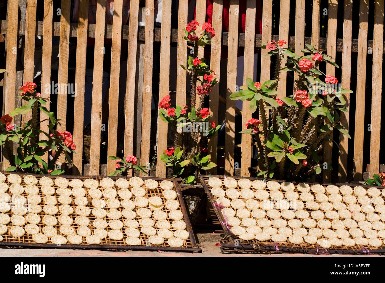 Rice Cakes Drying in the Sun, Luang Prabang, Laos Stock Photo - Alamy