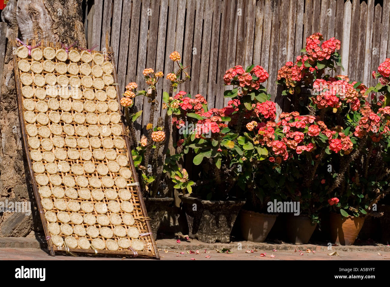 Rice Cakes Drying in the Sun, Luang Prabang, Laos Stock Photo - Alamy