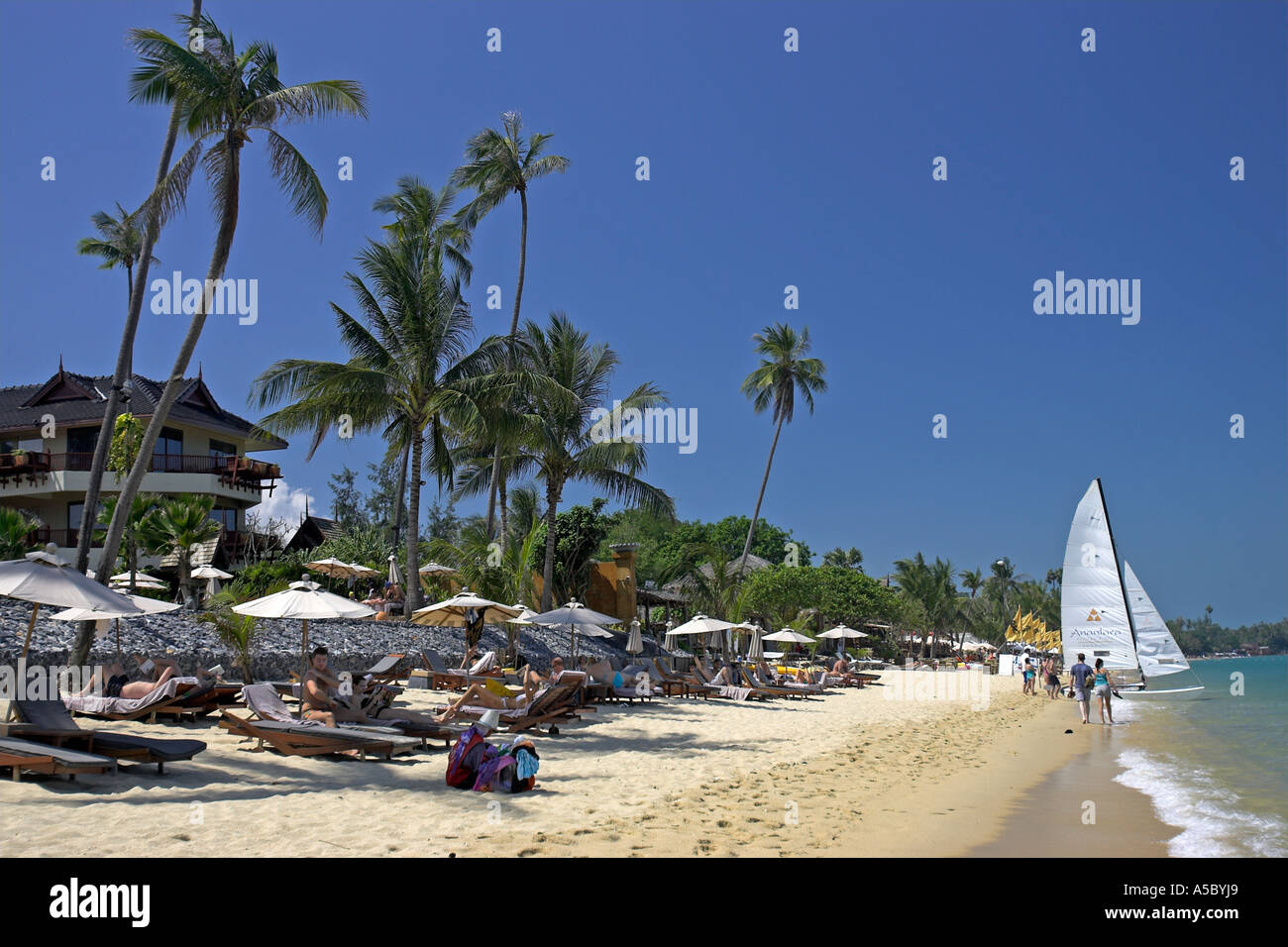 Palm trees resort umbrellas and beach catamaran Bo Phut Beach north Ko ...