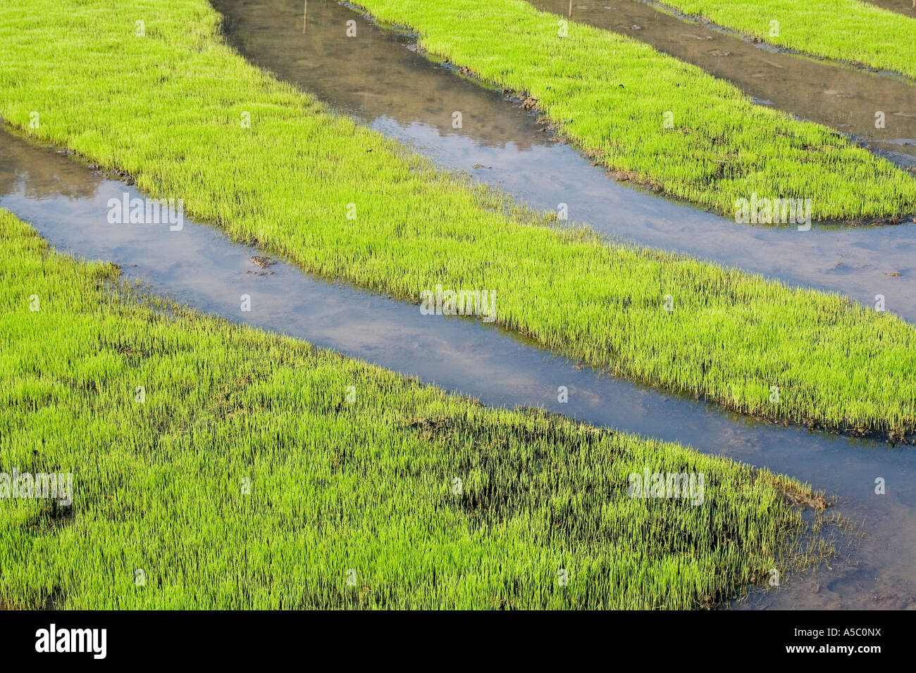 Rice Field Luang Prabang Laos Stock Photo - Alamy