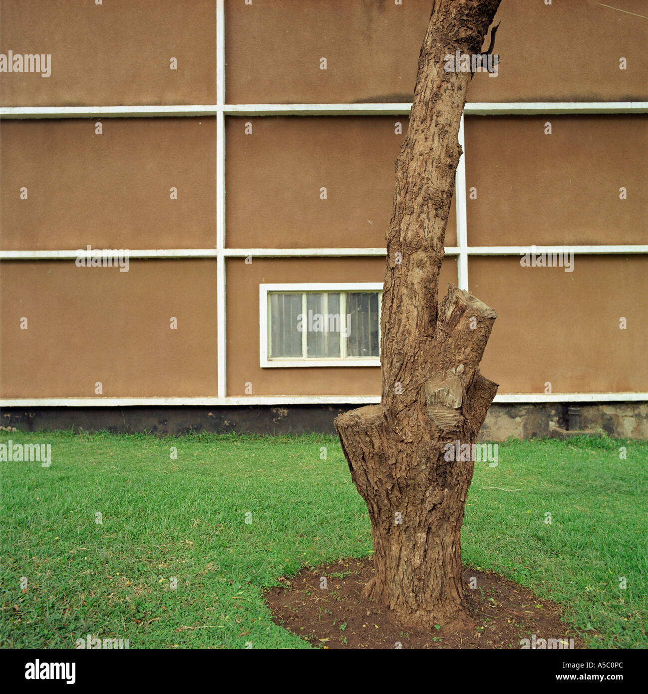 Tree trunk with wall in background Stock Photo - Alamy
