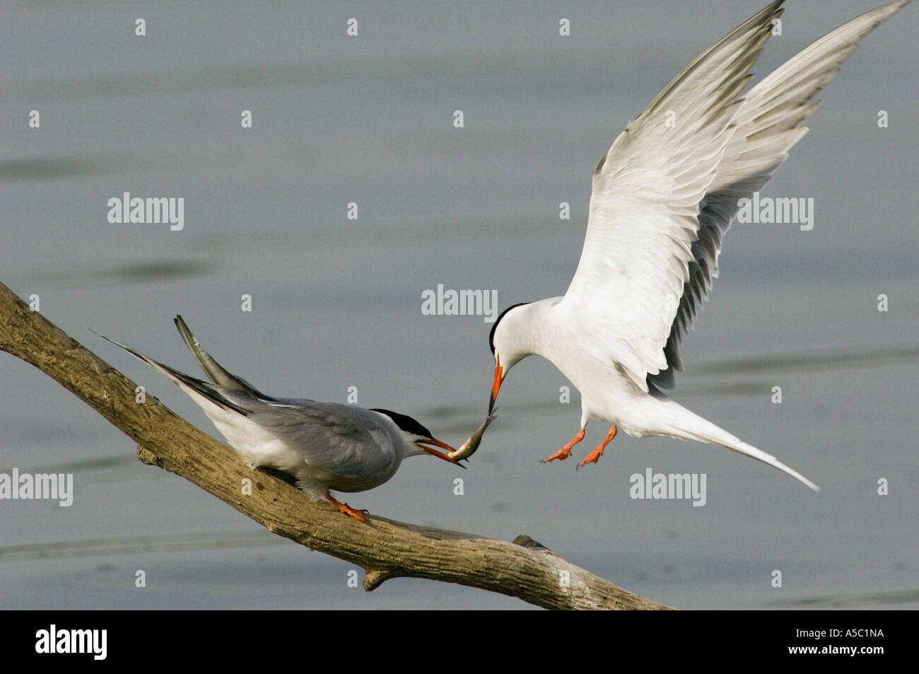 Three flying swallows hi-res stock photography and images - Alamy