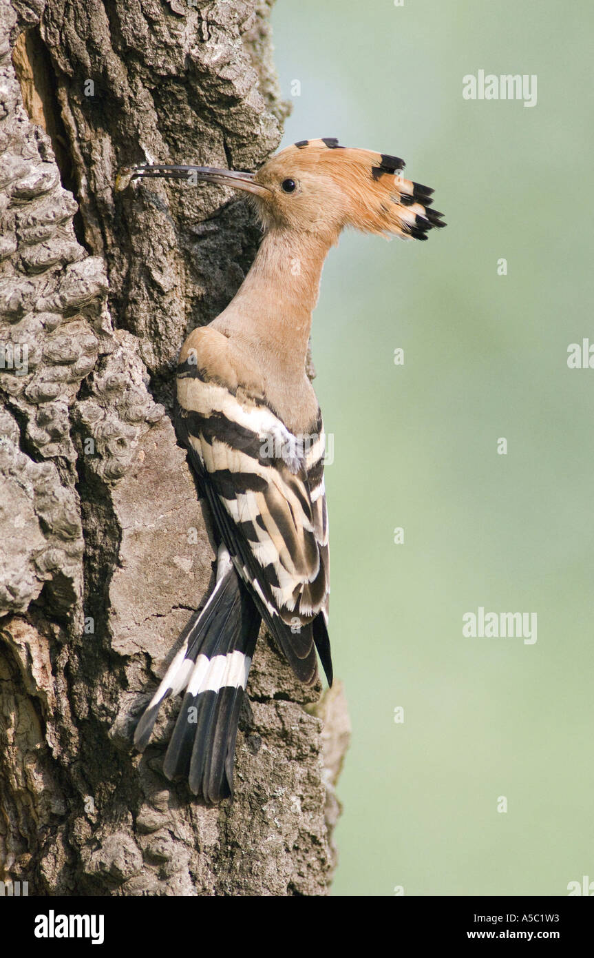 Hoopoe bird images hi-res stock photography and images - Alamy