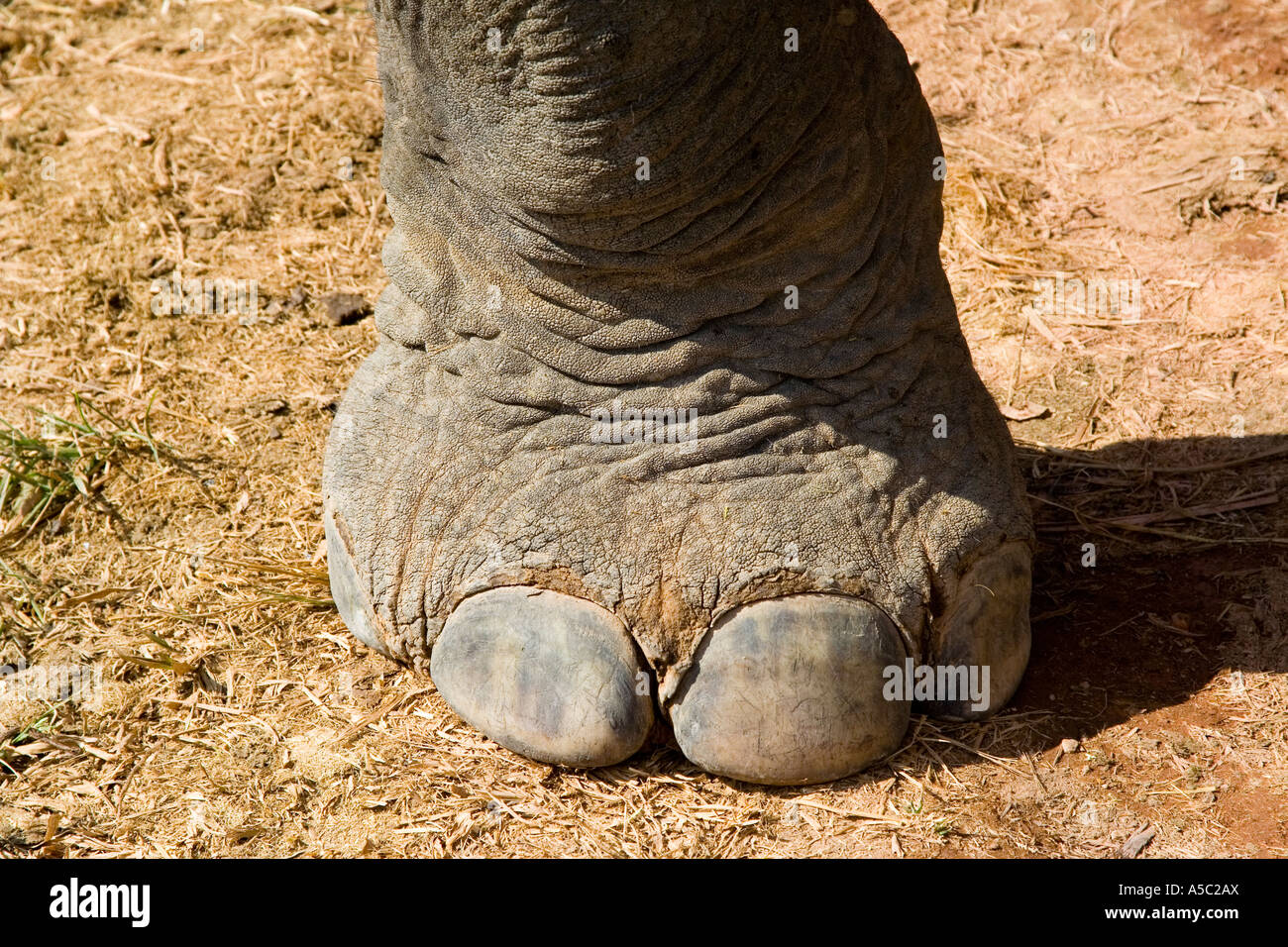 Elephant foot hi-res stock photography and images - Alamy