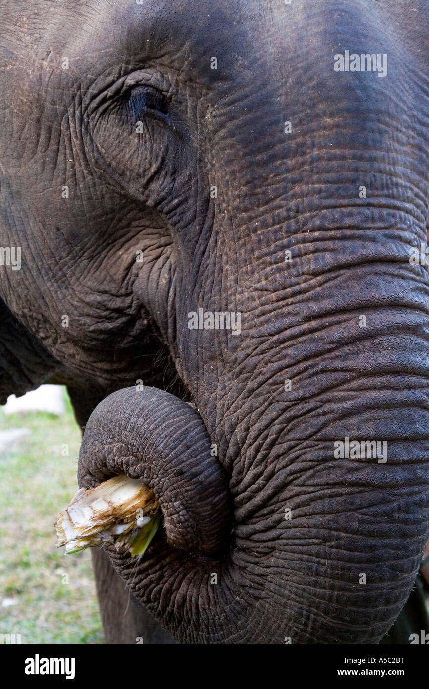 Closeup of Elephant using Trunk to Eat Hongsa Laos Stock Photo - Alamy