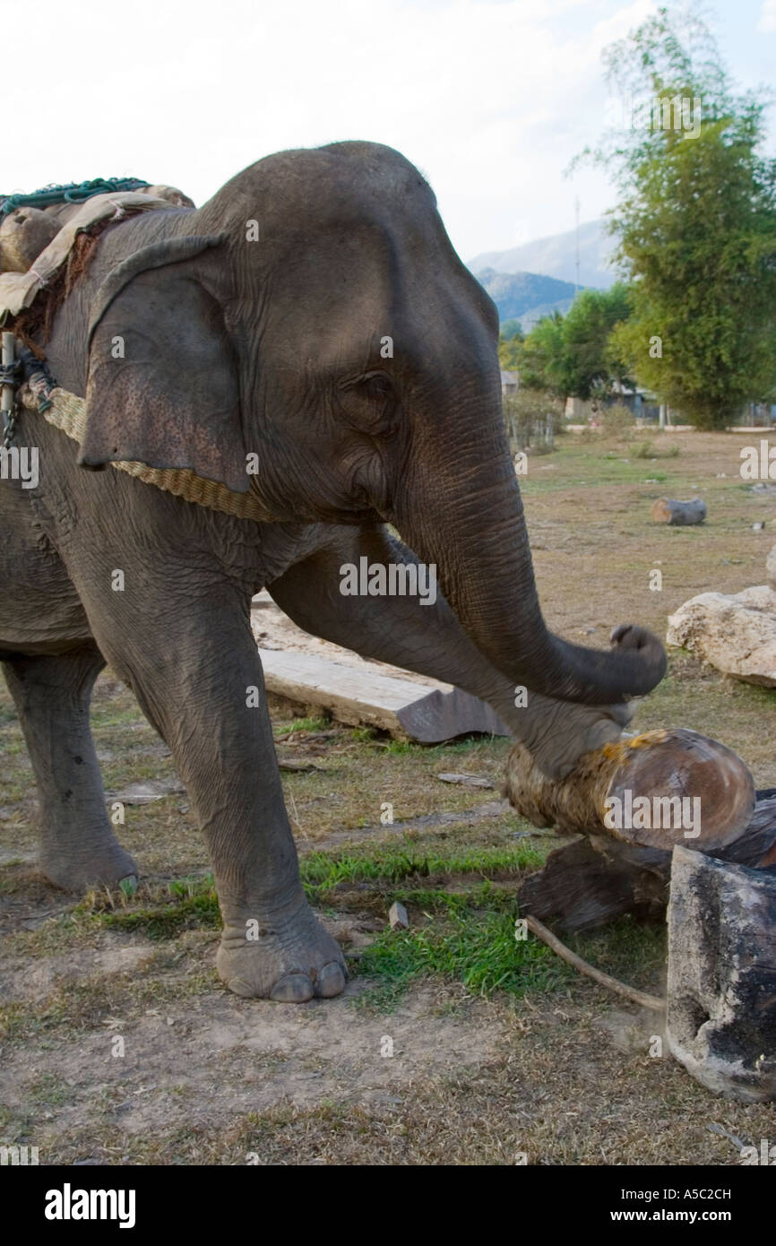 Elephant pushing tree hi-res stock photography and images - Alamy