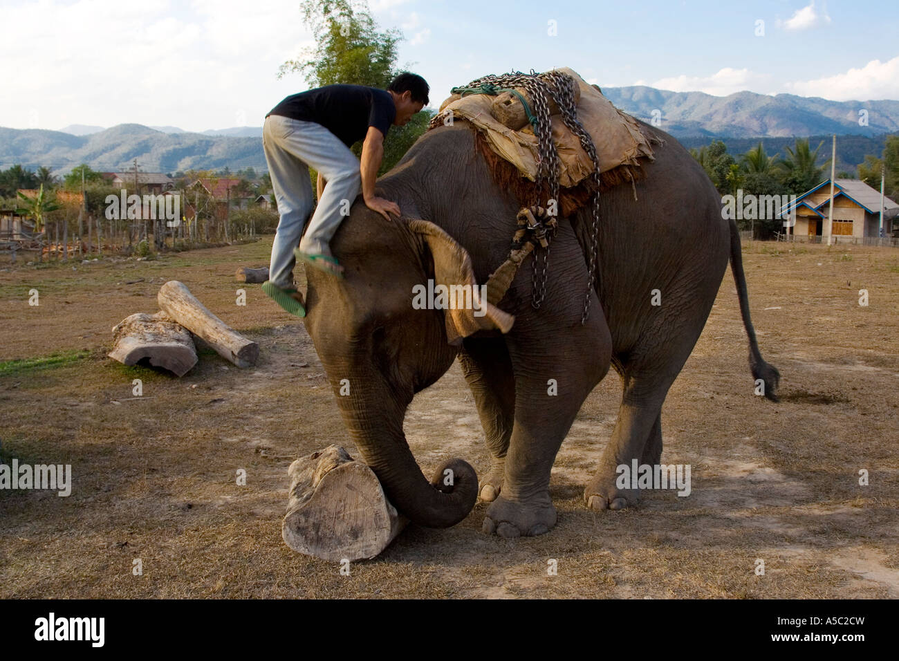 Elephant Handler Mounting an Elephant Hongsa Laos Stock Photo - Alamy