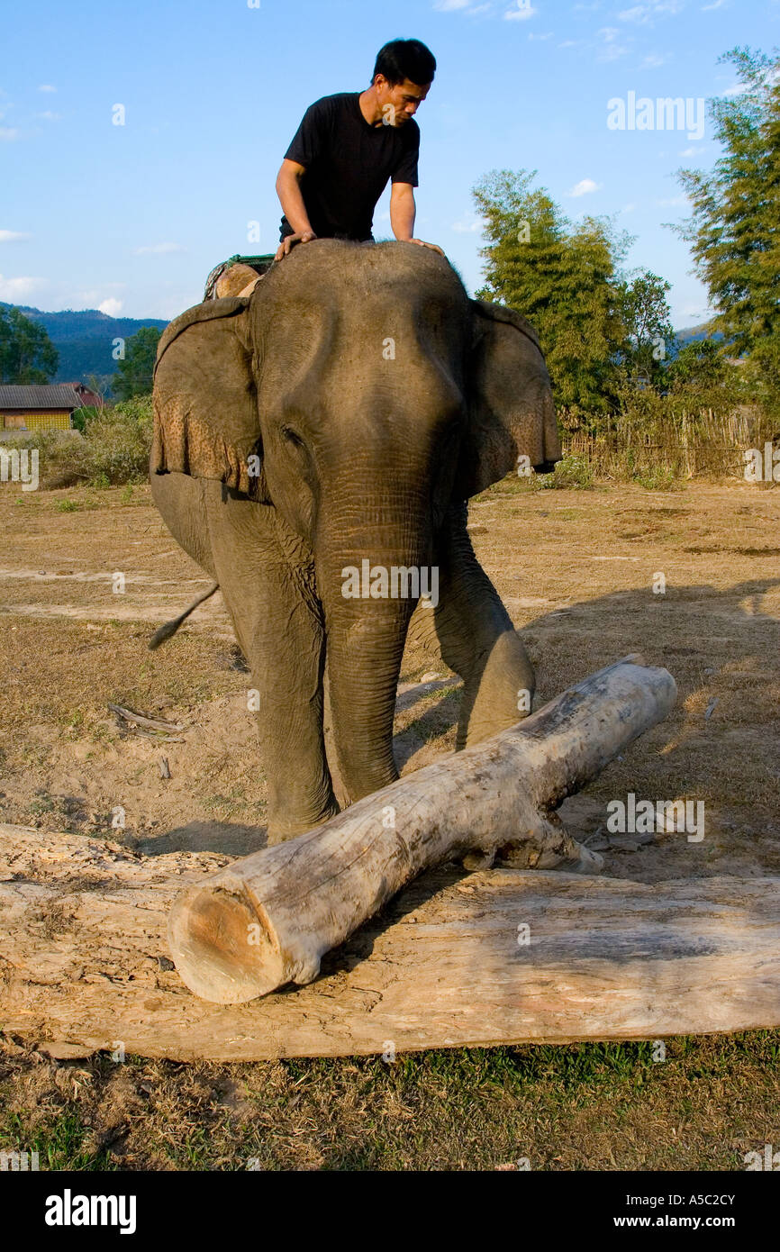 Working Elephant pushing Log with Foot Hongsa laos Stock Photo - Alamy
