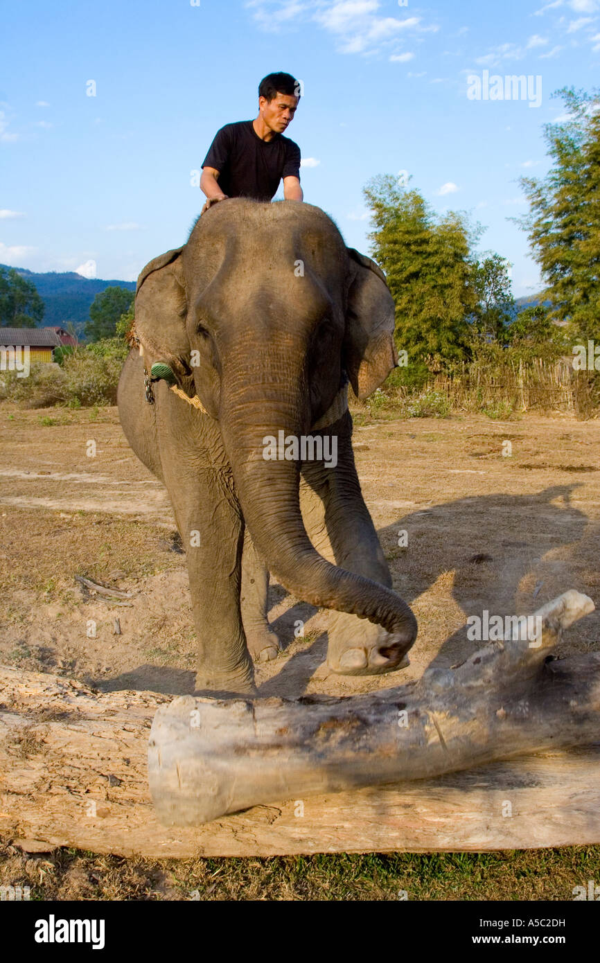 Elephant pushing tree hi-res stock photography and images - Alamy