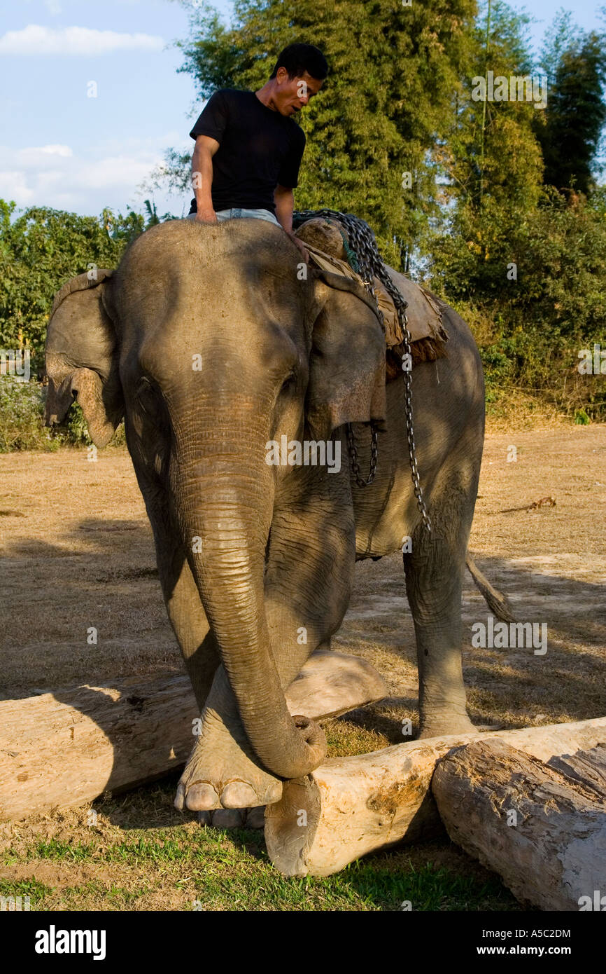 Man on elephant pulling log hi-res stock photography and images - Alamy