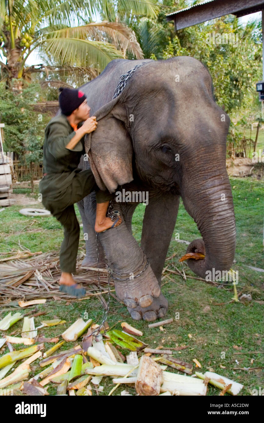 Man on elephant pulling log hi-res stock photography and images - Alamy