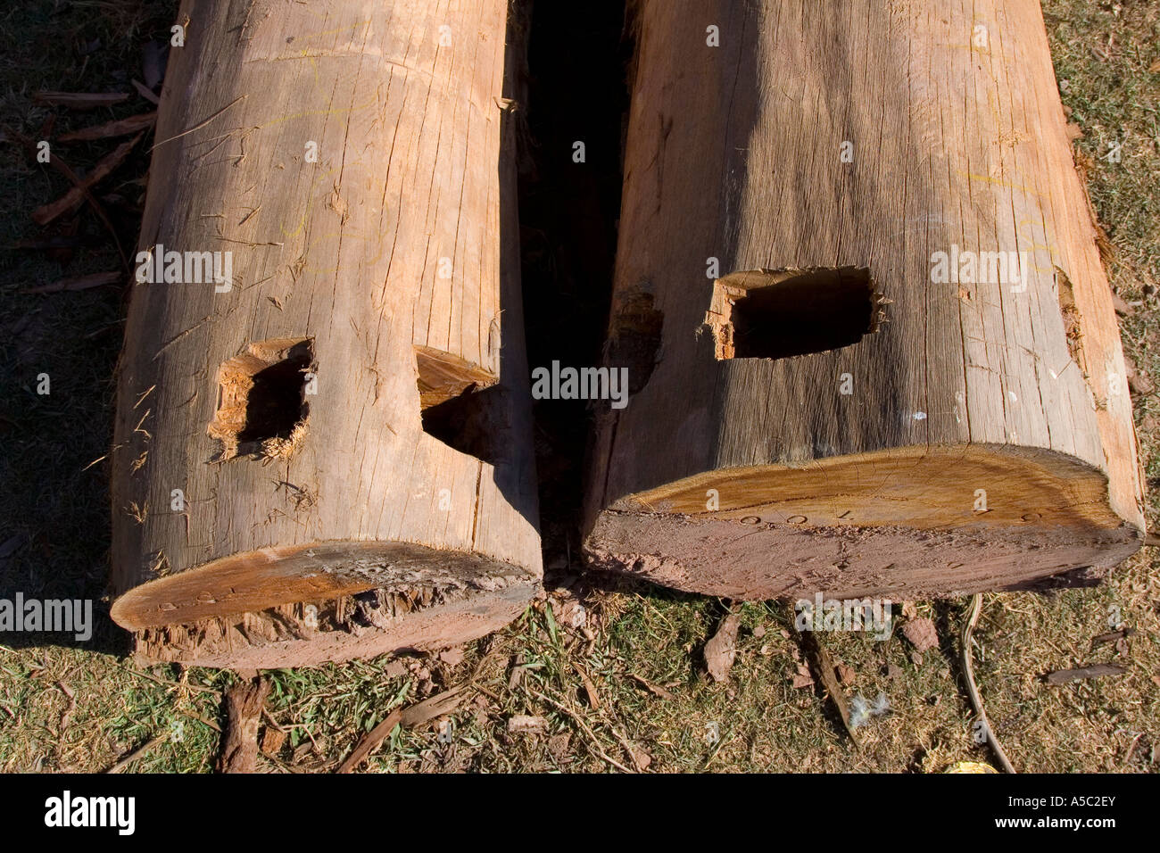 Elephant pulling log hi-res stock photography and images - Alamy