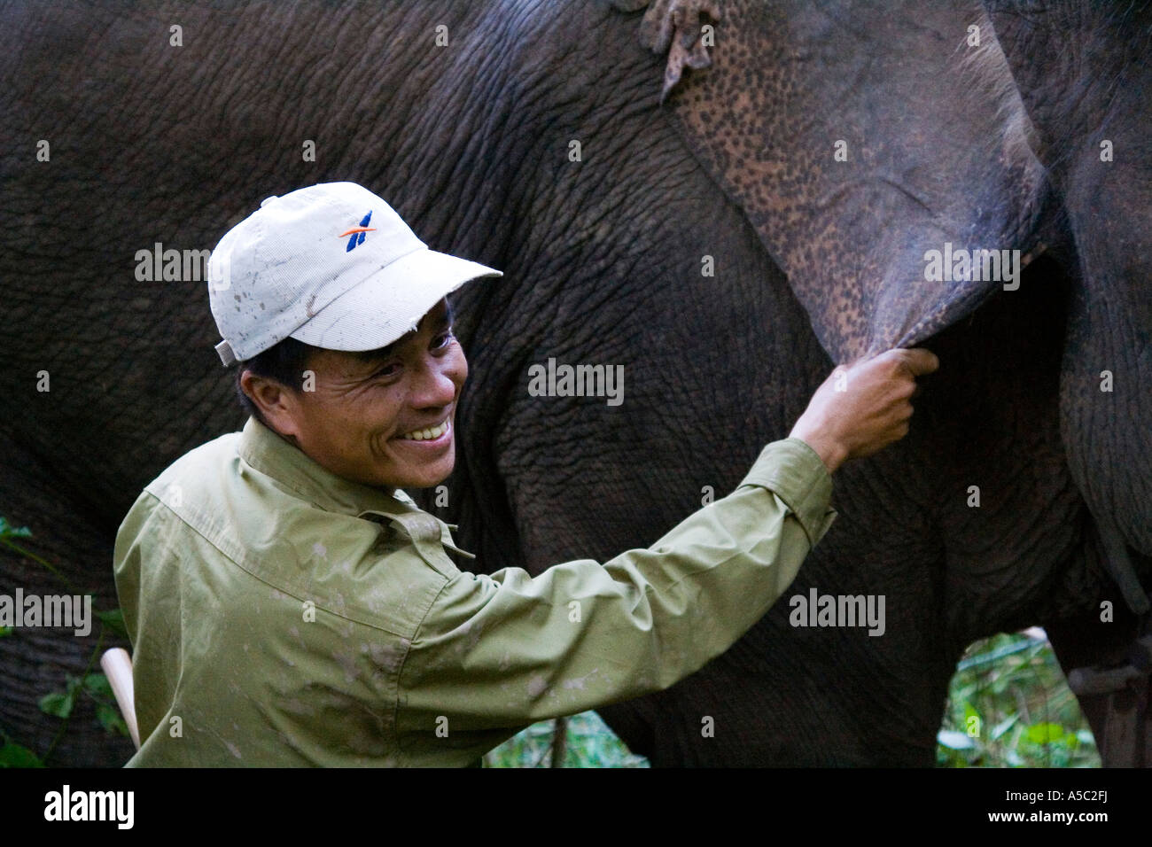 Working Elephant and Handler Hongsa Laos Stock Photo - Alamy